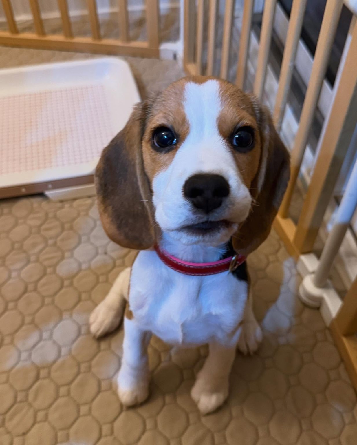 Our Beagles - Happy Beagle Nest